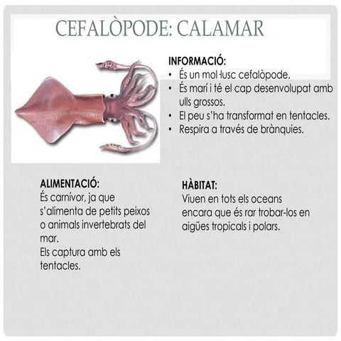 Aj cefalòpode calamar | PPTX