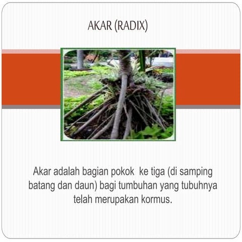 AKAR (RADIX)-EDIT.pptx