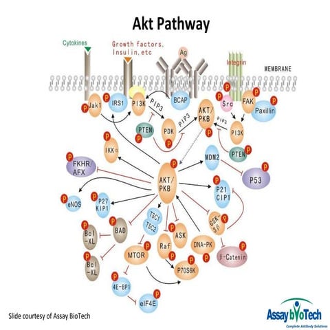 Akt pathway assay bio tech | PPT | Biotech and Biomedical Industry ...