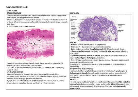 Histology of lymph node(lymph node histology) | PPTX