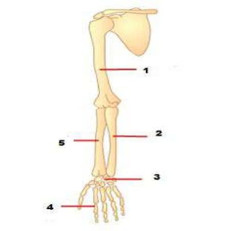 Alat gerak atas | PDF