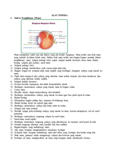 Modul Panca Indera | PDF