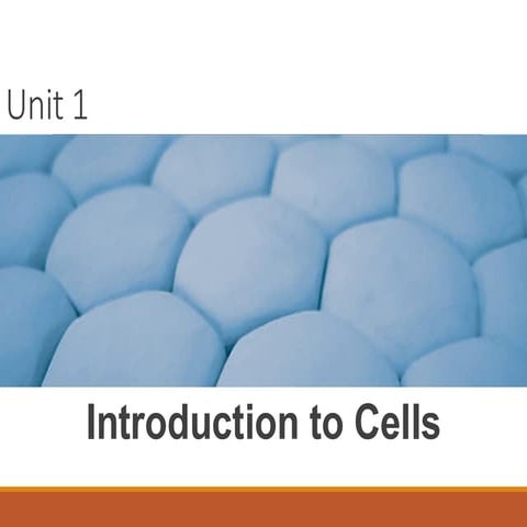 Classification Three Domain System Pdf