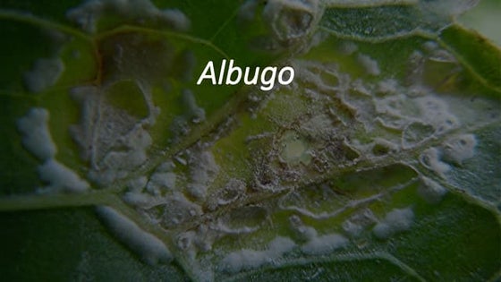 Albugo | PPT