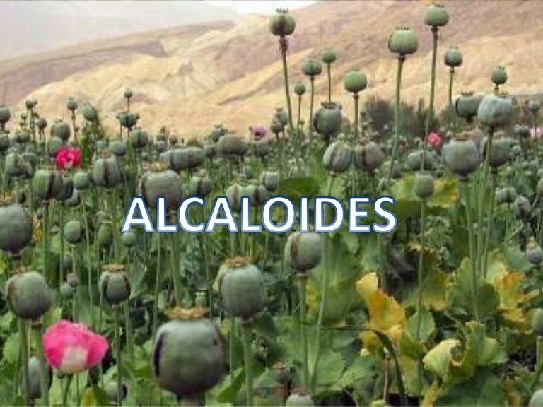 Alcaloides