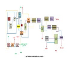 Alcohol fermentation | PPT