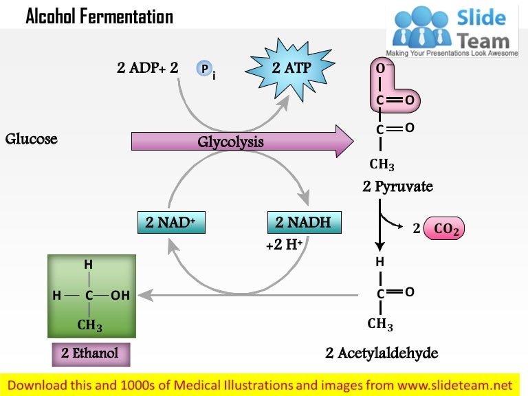 Alcoholic Fermentation