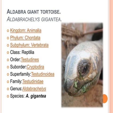 Aldabra giant tortoise | PPTX