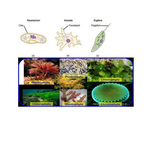 Alga | DOCX