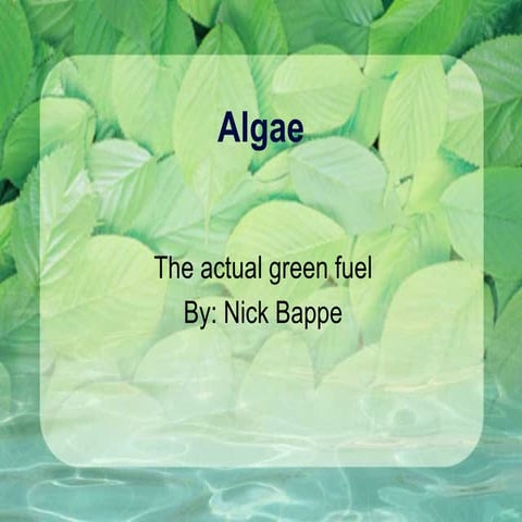 Algae | PPT