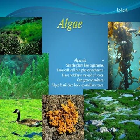 Algae | PPT