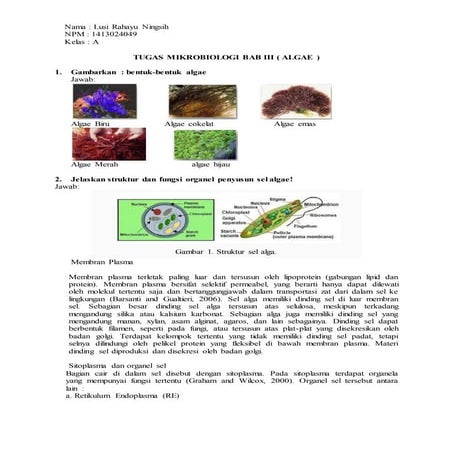 Algae | DOCX
