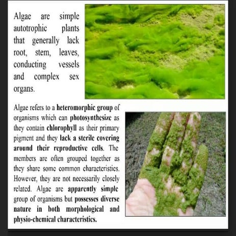 Algae and there classification based on different features, structure ...