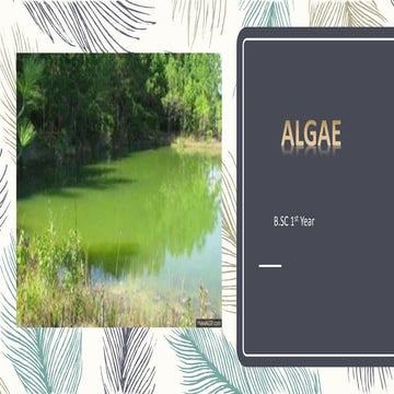 Algae | PPTX