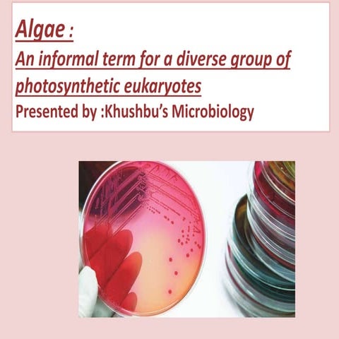 Algae : PHOTOSYNTHETIC EUKARYOTES | PPTX