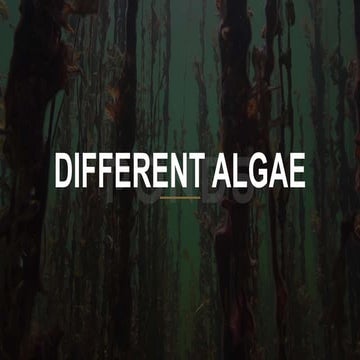 ALGAE.pptx