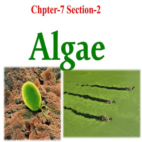 A lgae | PPTX | Biological Sciences | Science