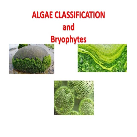 Classification Of Algae