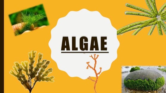 Cladophora -green alga | PPTX | Biological Sciences | Science