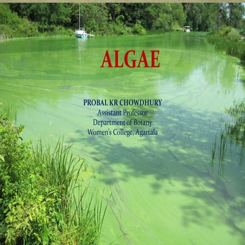 ALGAE - THALLUS ORGANIZATION.pptx