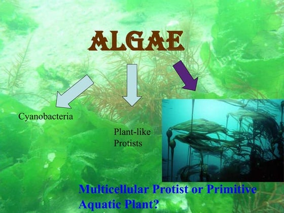 Taxonomic identification of micro and macro algae | PPT