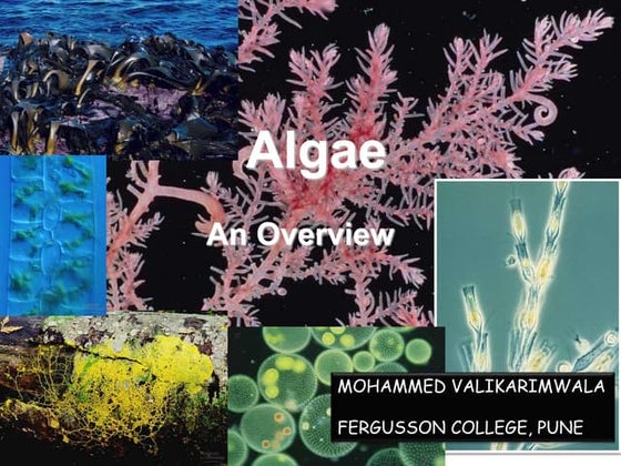 Algae | PPT