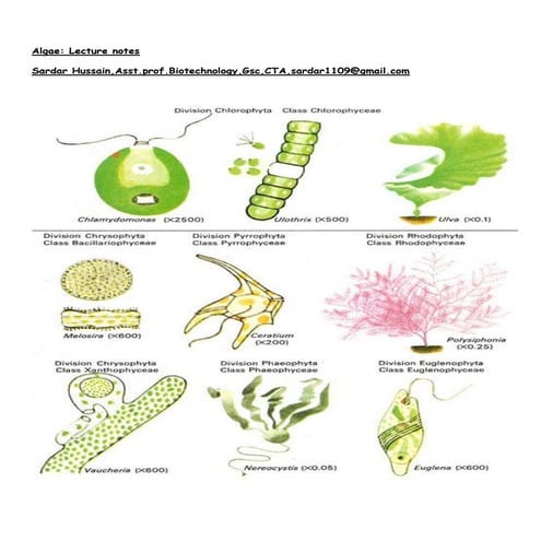 Types Of Algae
