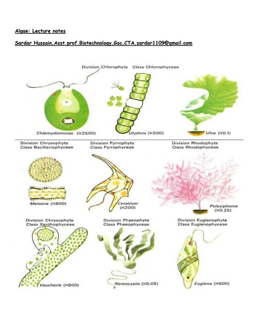 Plant kingdom class 11 | PPTX