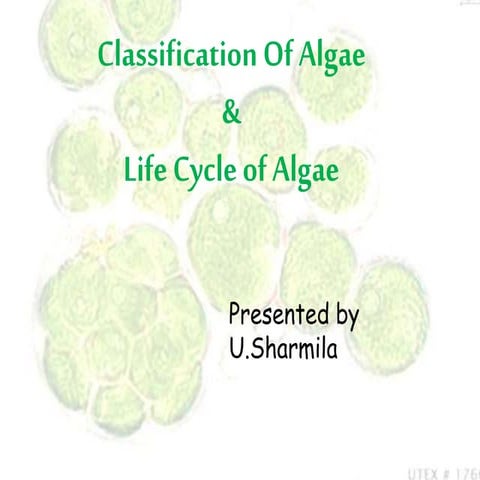 Classification of Algae | PPTX