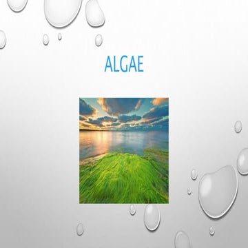 algae uses of algae types of algae reproduction of algae | PPT