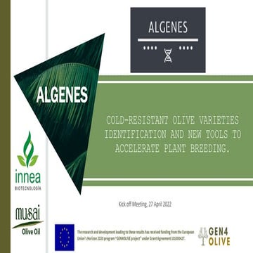 ALGENES PRESENTATION.pptx a study if the Albanian olive varieties | PPTX