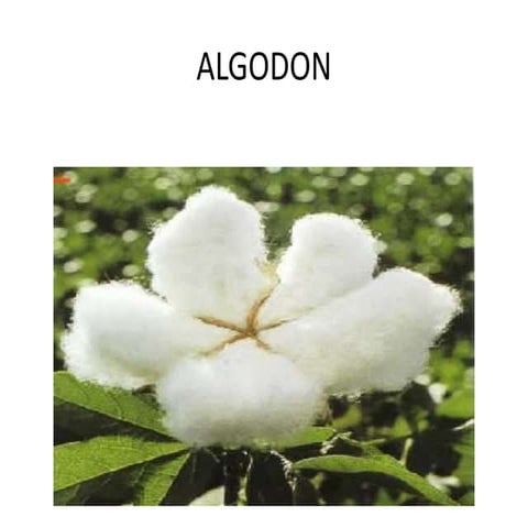 Circuito del algodon | PPT