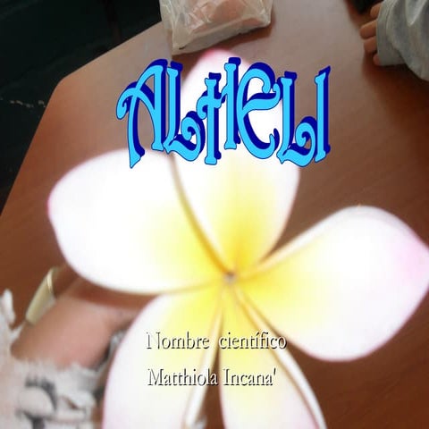 Alheli | PPT
