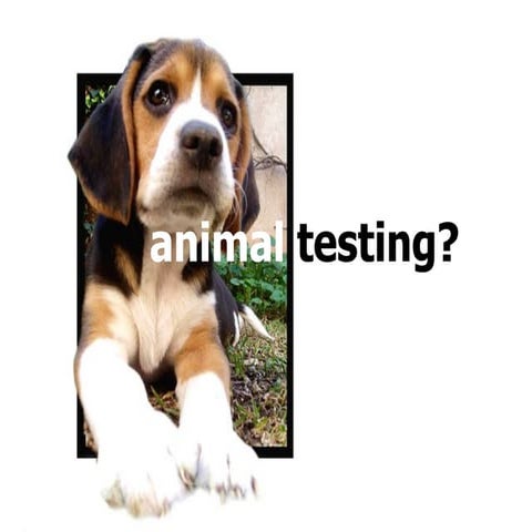 Animal testing | PPTX
