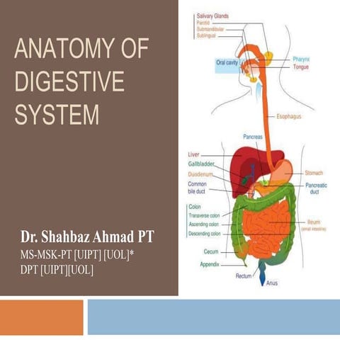 Alimentry system anatomy | PPTX
