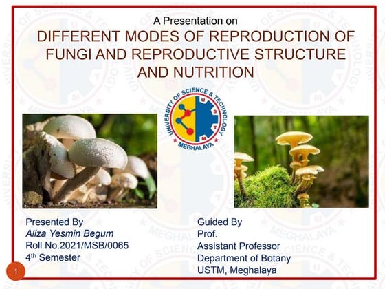 Structure and Reproduction of Rhizopus sp., | PPTX