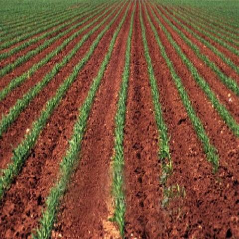 Alkol yamdy wa yazoul | PPT