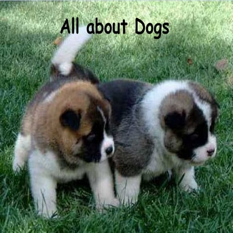 Dogs | PPT
