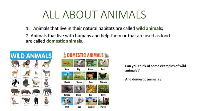 Science K2 Animals.pptxScience K2 Animals.pptx