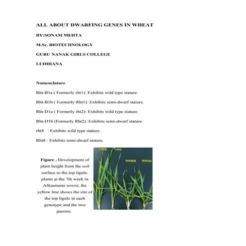 All about dwarfing genes in wheat | DOC
