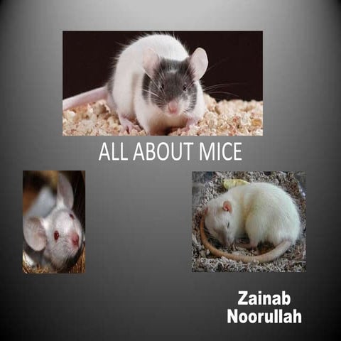 All about mice | PPTX