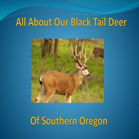 All about our black tail deer | PPTX
