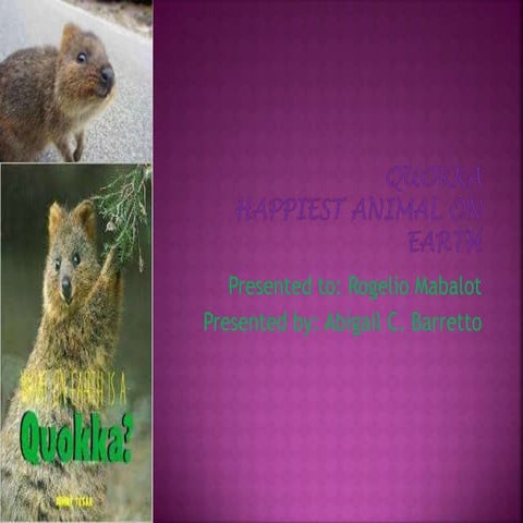 All about quokka | PPTX