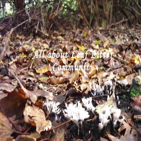 All about the leaf litter community | PPT