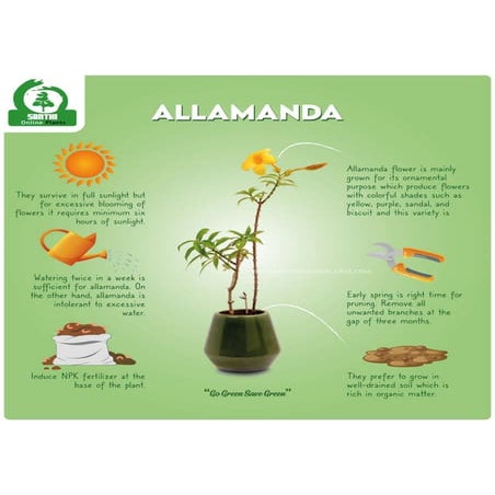 Allamanda-01.pdf