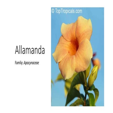 Allamanda | PPT