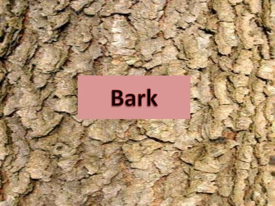 morphology of bark.ppt