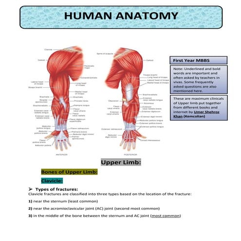 ALL Clinicals of Upper Limb.pdf (Anatomy) | PDF