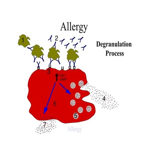 Allergy | PPT