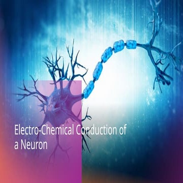 Electro-Chemical Conduction of a Neuron for Allied Health | PPTX